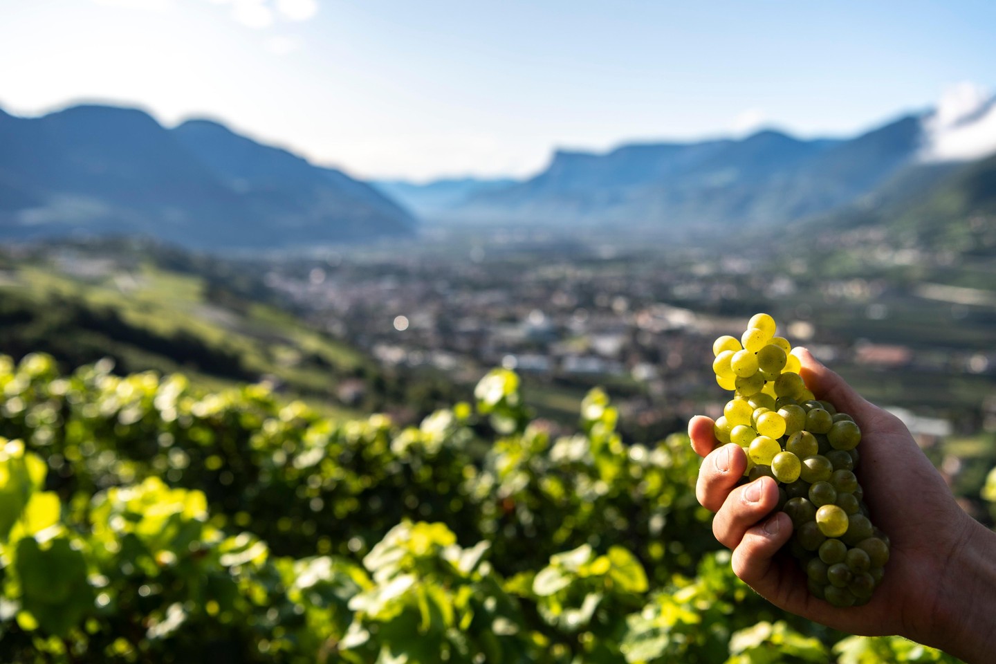 Kellerei Meran - Cantina Merano - Marling - Meran und Umgebung