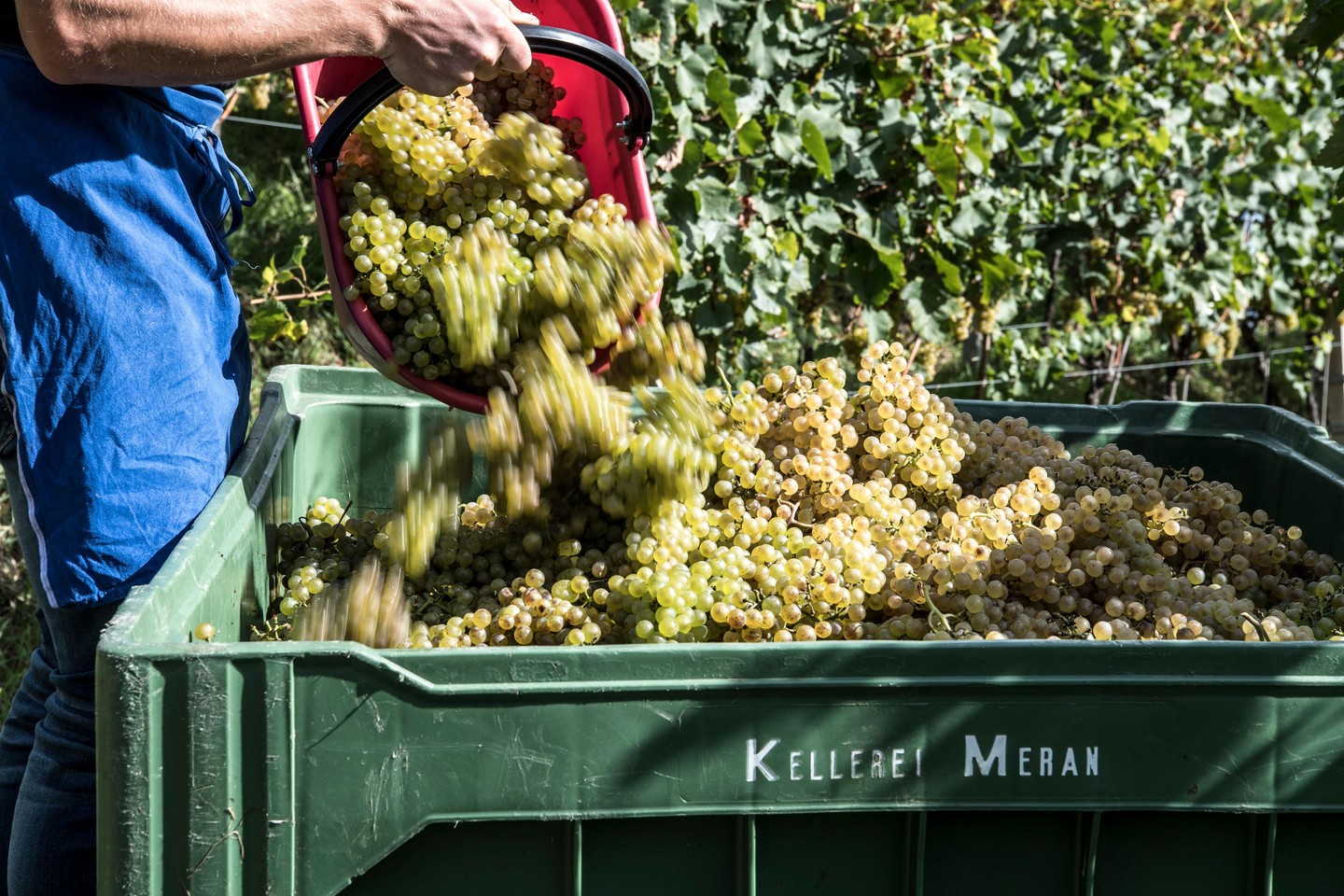 Kellerei Meran - Cantina Merano - Marling - Meran und Umgebung